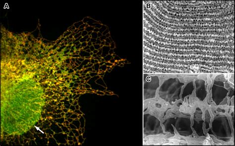 Endoplasmic Reticulum Morphology And Chemical Composition
