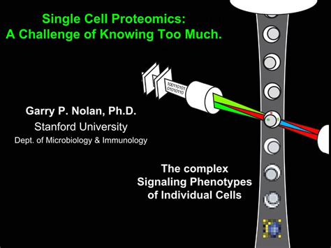 Pdf Single Cell Proteomics A Challenge Of Knowing … Cell Proteomics A Challenge Of Knowing