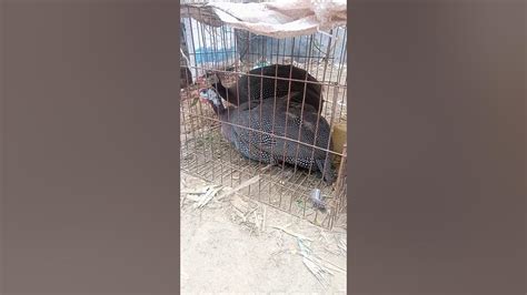 দিনাজপুর রানীর হাটে চিনা মুরগি👌 Youtube