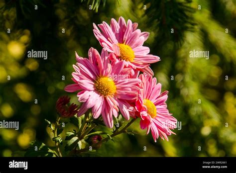 Painted Daisy Or Pyrethrum Its Scientific Name Is Tanacetum Coccineum
