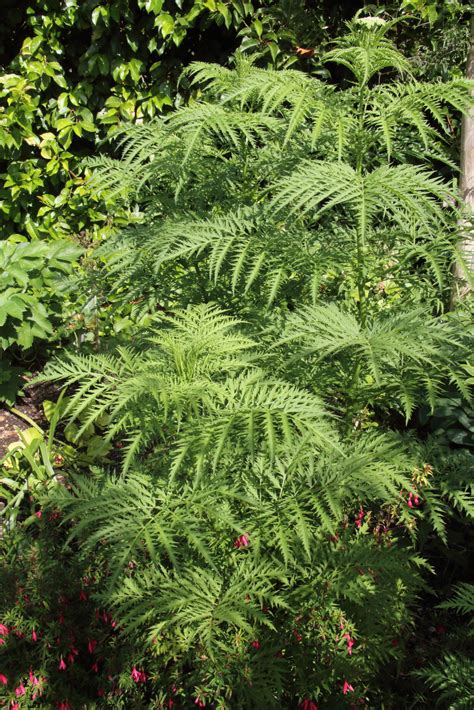 Sambucus Ebulus F Laciniata ‘deborensis Pan Global Plants