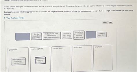 Solved Mitosis Unfolds Through A Sequence Of Stages Marked
