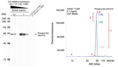 How Are Cst Antibodies Validated For Simple Western 500 Abs