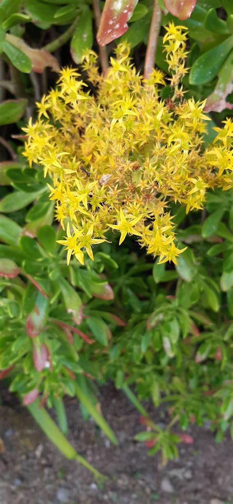 How To Grow Sedum Dendroideum Earthone