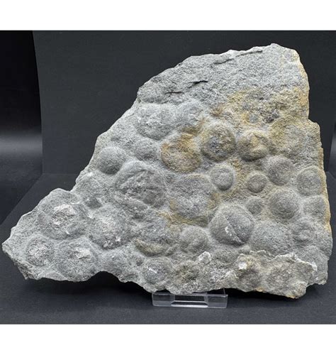 Fossils For Sale Fossils Early Life One Of The Oldest Fossils Ever Rare Ediacaran