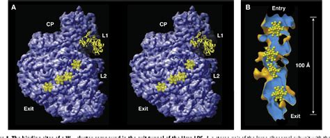 Figure 1 From The Pdb And The Ribosome Semantic Scholar