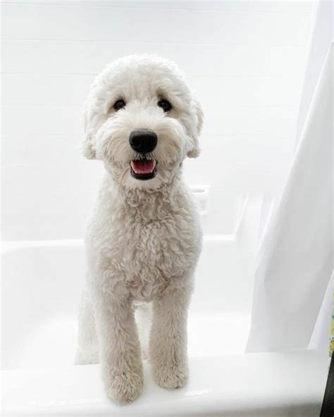 White Goldendoodle Full Grown