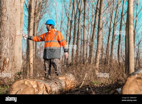 Forestry Technician Marking Tree Trunk For Cutting In Deforestation Process Forester Spray