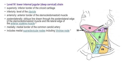 Neck Levels A Presentation Of The Various Neck Levels Pptx