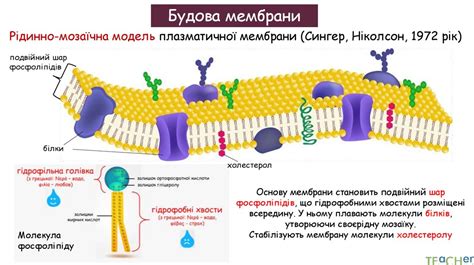 Структура еукаріотичної клітини Мембрана презентация онлайн