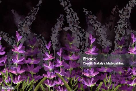 초원에 필드에 라벤더 꽃의 잔가지와 원활한 패턴 테두리 웨딩 템플릿 배너 배경 초대장의 디자인을위한 수제 수채화 그림 들에 대한 스톡 벡터 아트 및 기타 이미지 Istock