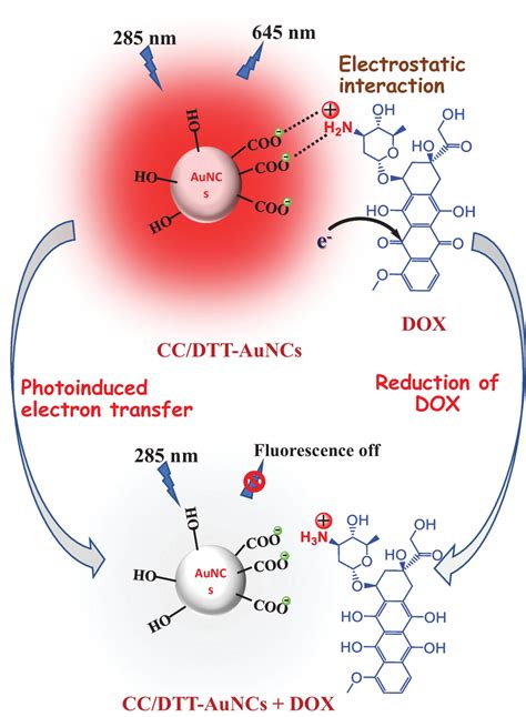 Schematic Representation Of Detection Of Dox By Using Ccdtt Auncs
