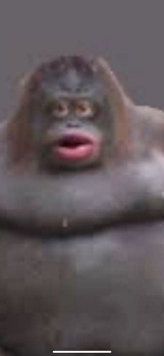 Funny Monkey Face Meme