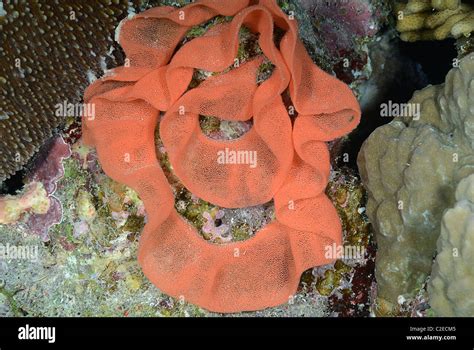 Eggs Of A Spanish Dancer Nudibranch Saint John Reefs Red Sea Egypt