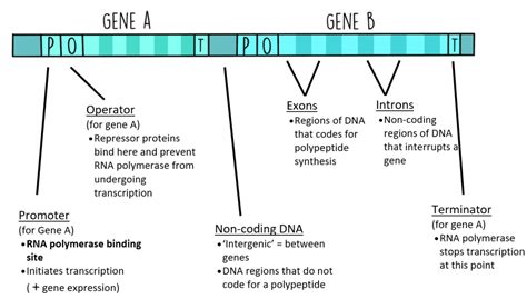 Eukaryotic Vs Prokaryotic Gene Structure My Wordpress