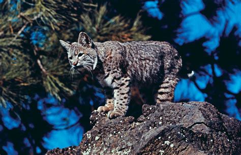Bobcat Wildcat Appearance Habitat And Facts Britannica