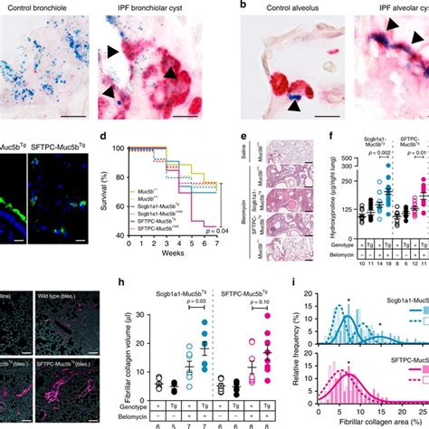 Classification Of Cftr Mutations In Healthy Cftr Sufficient Cells The Download Scientific