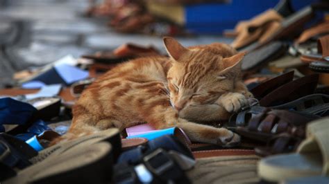 Як позбутися запаху котячої сечі на взутті Life