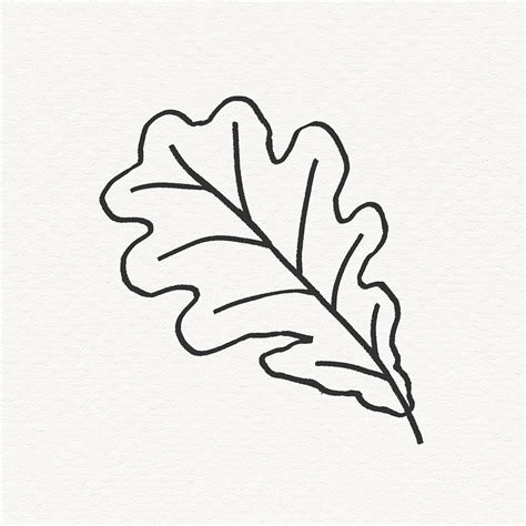 Simple Oak Leaf Outline