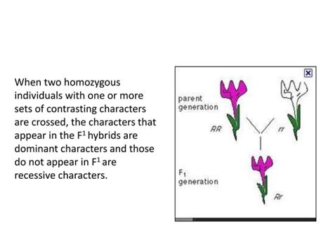 Patterns Of Inheritance Mendelian Inheritance Pptx Gardening Home And Garden
