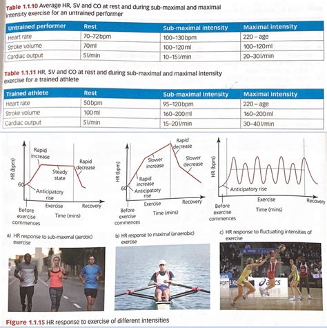 Diagram Of Cardiac Output And Heart Rate Response To Exercise Quizlet