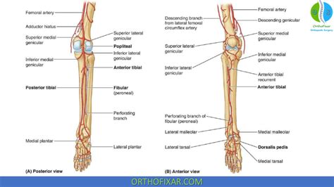 Lateral Compartment Of Leg