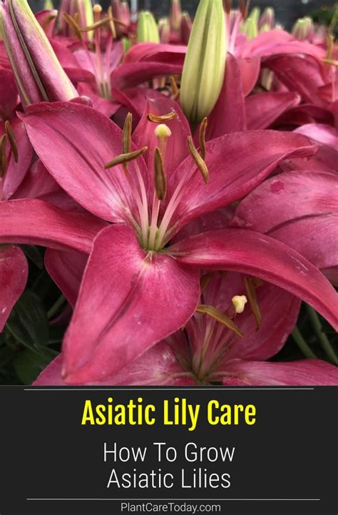 Asiatic Lily How To Care For Asiatic Lilies Lily Plant Care Lily