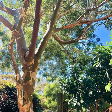 The 10 Best Trees That Grow In Sand Rhythm Of The Home