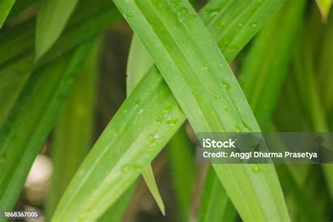 근접 촬영 Pandan 나뭇잎 질감 배경 녹색 유기 개념에 대 한 정글에 아름 다운 무늬와 나뭇잎 트로픽 정원에서 자연