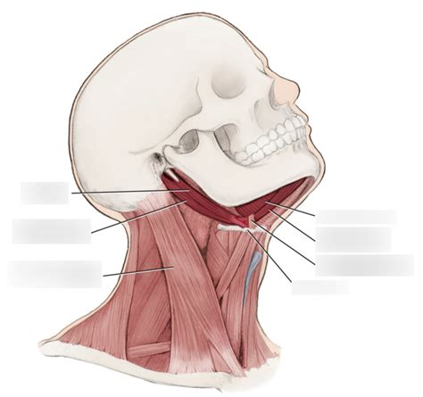 Mylohyoid Nerve Diagram Quizlet