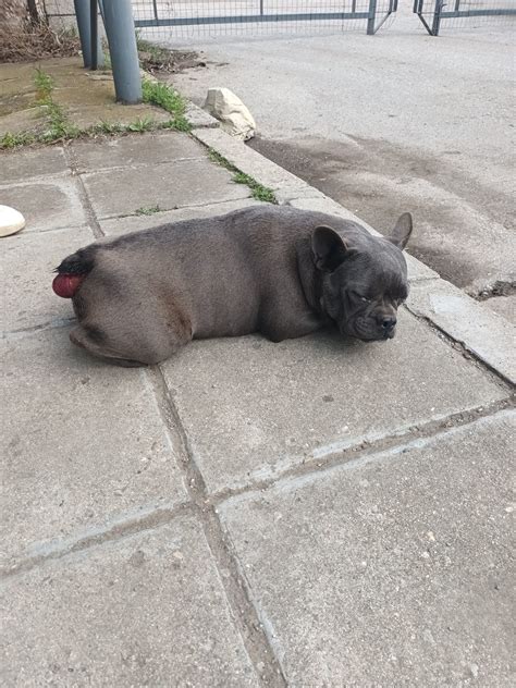 Общински Приют за безстопанствени животни Стара Загора Facebook