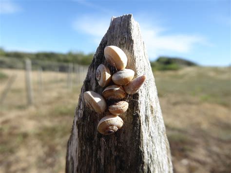snails shells wood free photo on pixabay pixabay