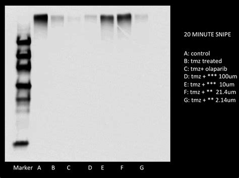 Questions With Answers In DNA DAMAGE Science Topic