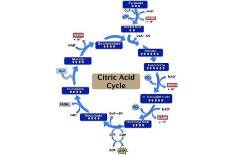 Siklus Krebs Krebs Cycle Sains Terapi