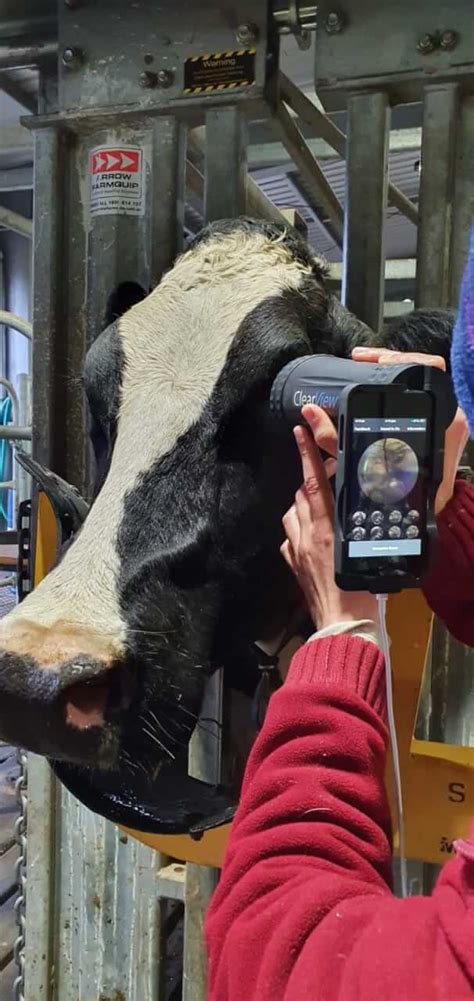 Facial Recognition Technology Could Improve Livestock Health Modern Farmer