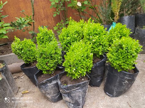 სანერგე კახეთში