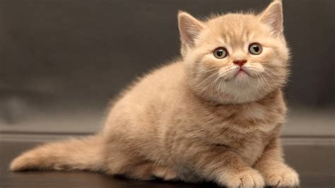 壁纸 可爱毛茸茸的小猫，看，宠物 3840x2160 Uhd 4k 高清壁纸 图片 照片