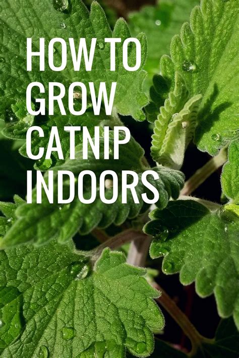 How To Grow Catnip Indoors For Your Feline Friend