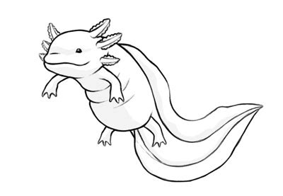 How To Draw An Axolotl Envato Tuts