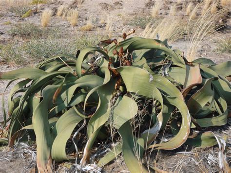 Gnetophytes Examples