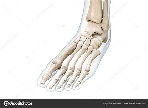 Foot Toe Bones Body Contours Rendering Illustration Isolated White Copy