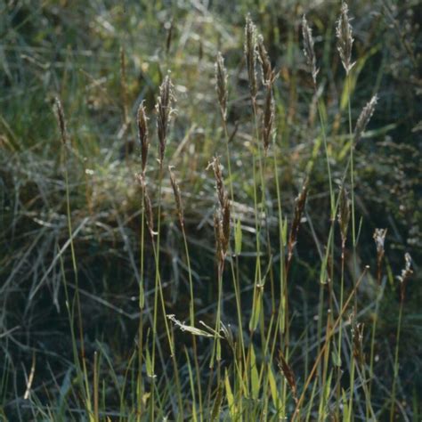 Sweet Vernal Grass Plantlife