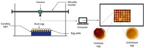 Duck Eggs Hatching Cartoon