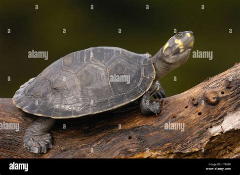 Yellow Spotted Amazon River Turtle Podocnemis Unifilis Portrait