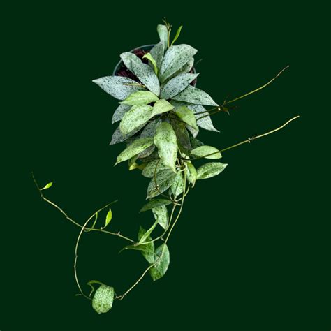 Silver Hoyas For Sale Browse 40 Silver Hoya Plants Unsolicited