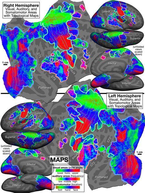 Frontiers Topological Maps And Brain Computations From Low To High