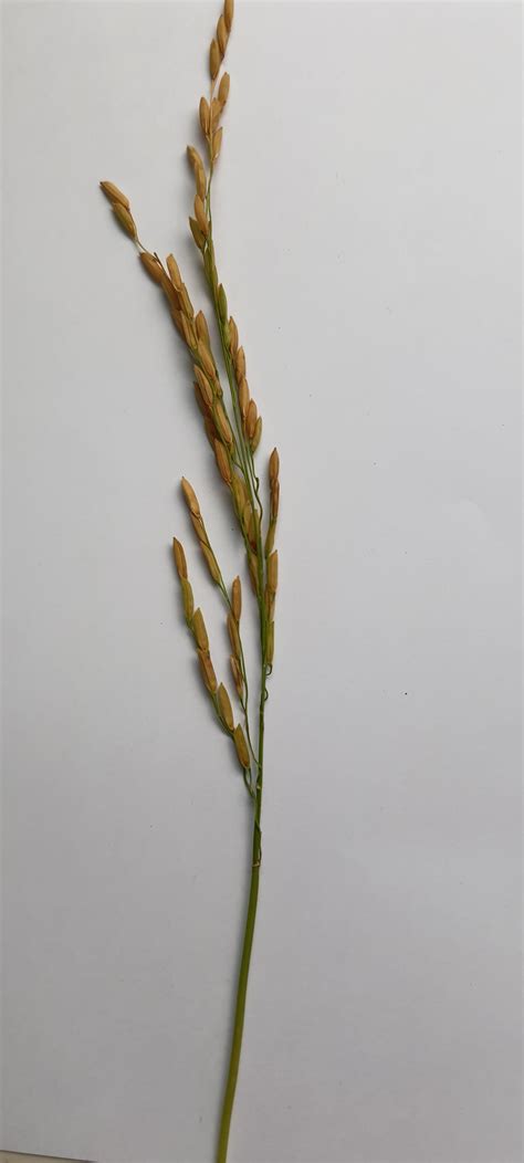 Seed Object Detection Model By Fpt Education