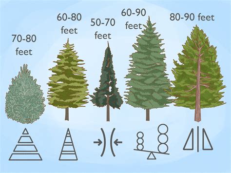 How To Identify Spruce Trees A Step By Step Guide