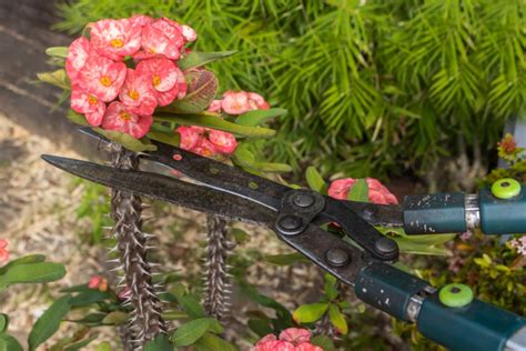 How To Care For A Crown Of Thorns Plant Happysprout