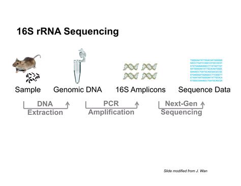 Introduction To 16s Microbiome Analysis Pdf